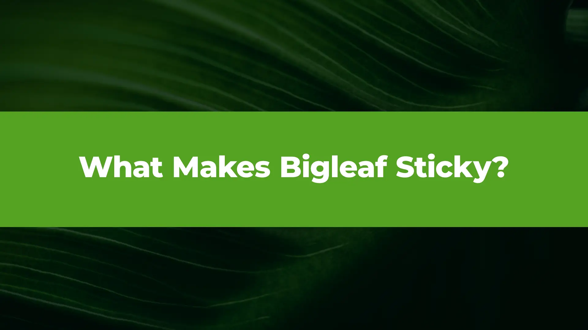 Bigleaf Customer Retention: How We Achieve 99%
